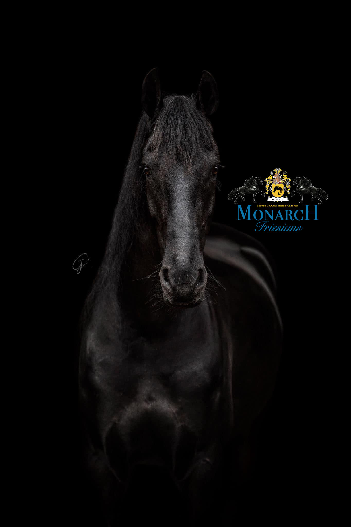 Friesian Horses For Sale - Monarch Friesians