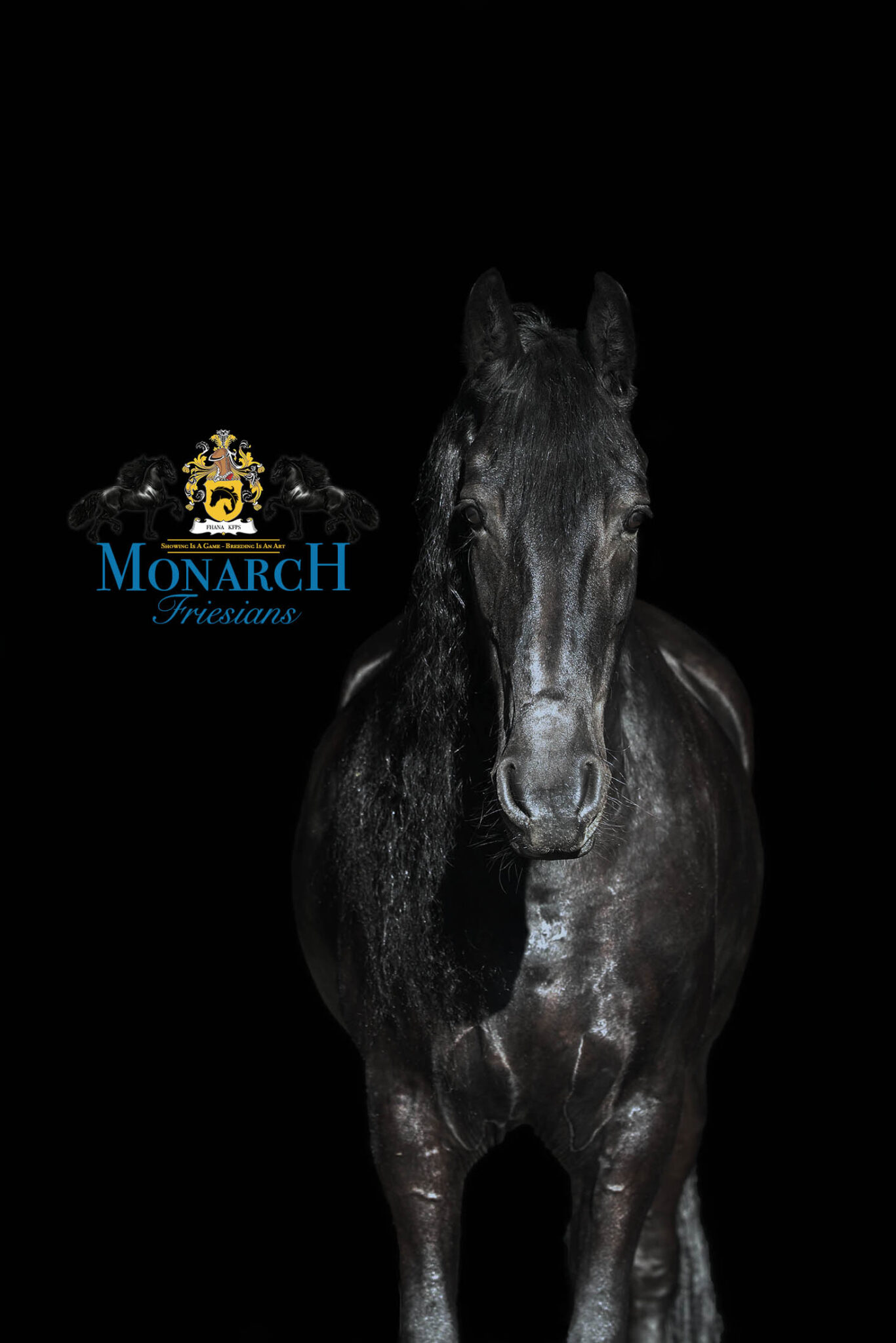 Friesian Horses For Sale - Monarch Friesians