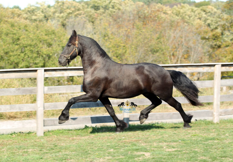 Friesian Horses For Sale - Monarch Friesians