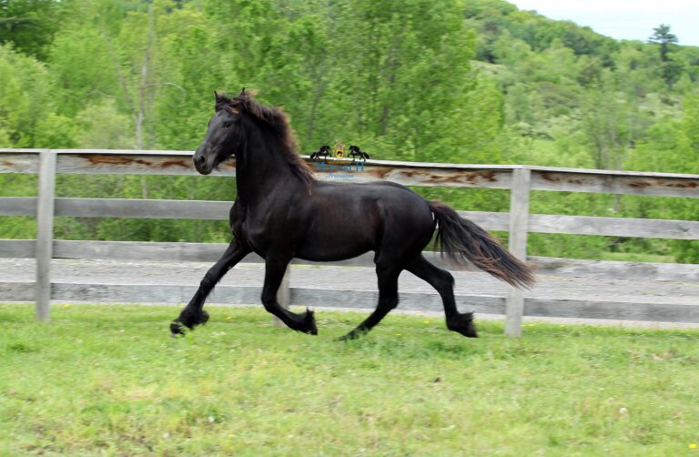 Friesian Horses For Sale - Monarch Friesians